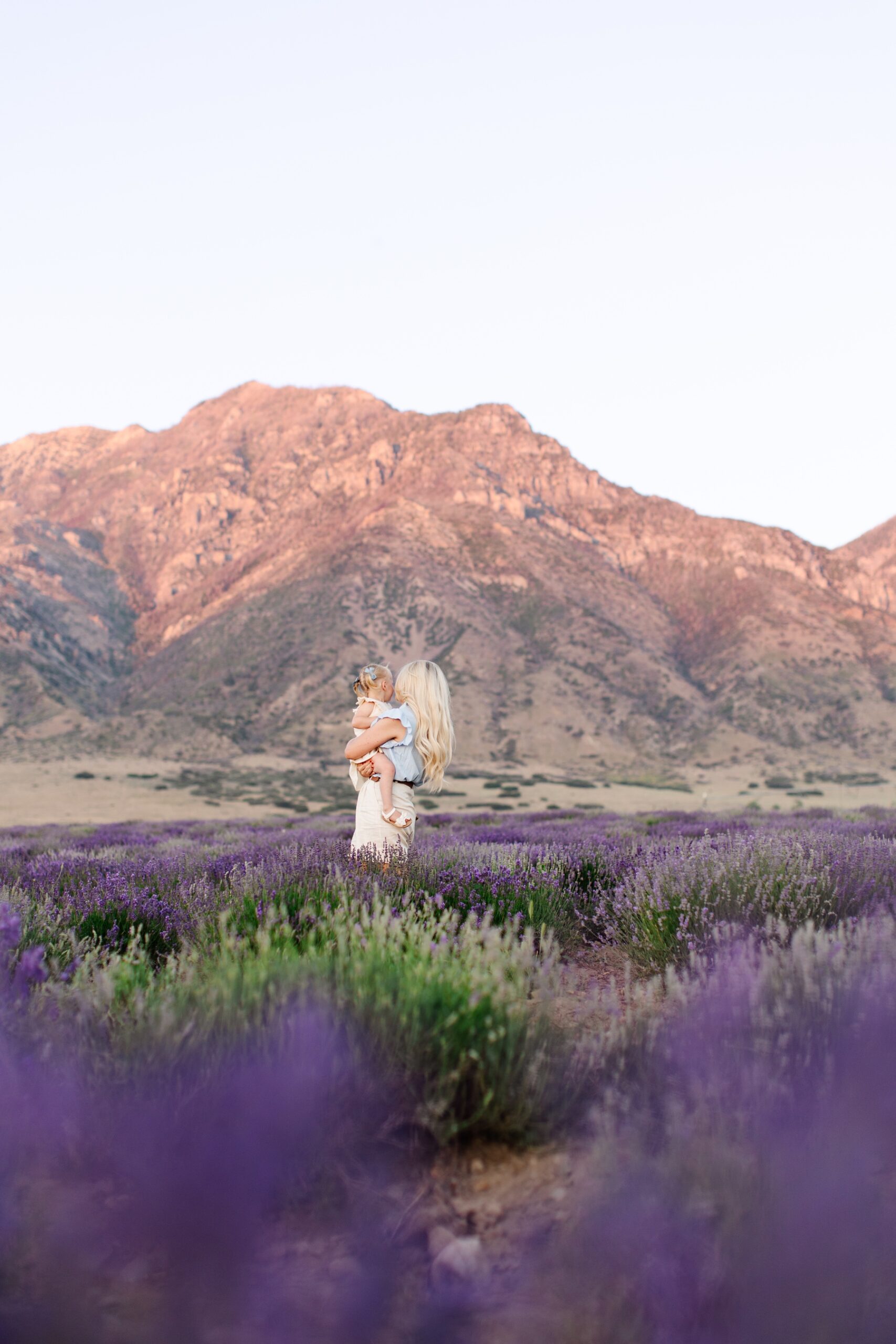 When do the Lavender Fields Bloom in Utah? - Mary Horne Nelson